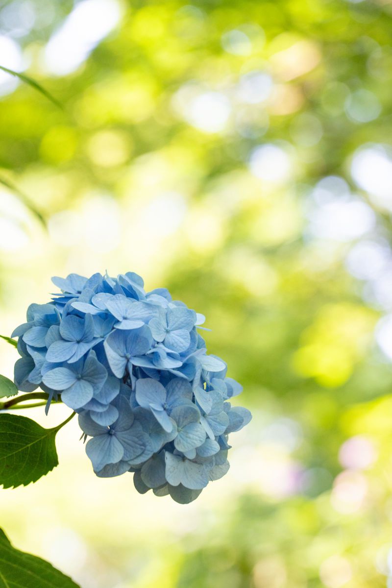 morning light | GANREF