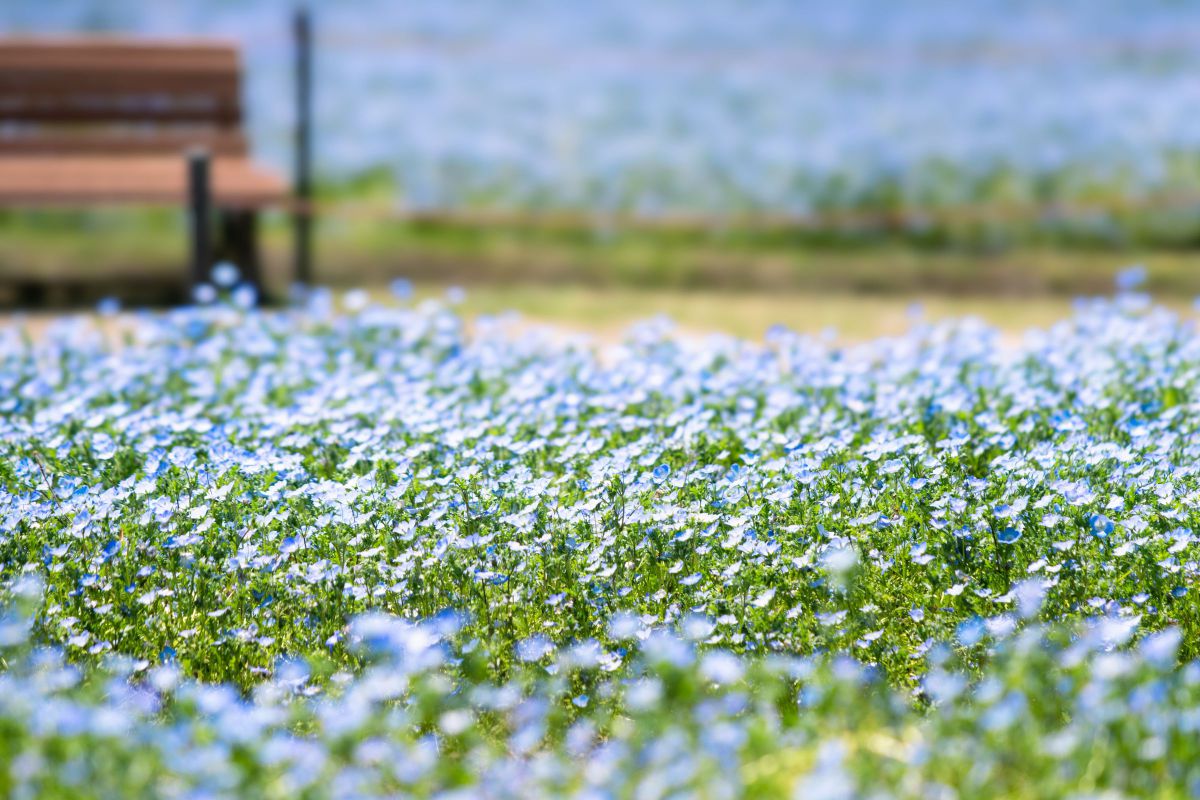 麗らかに青めいて | GANREF