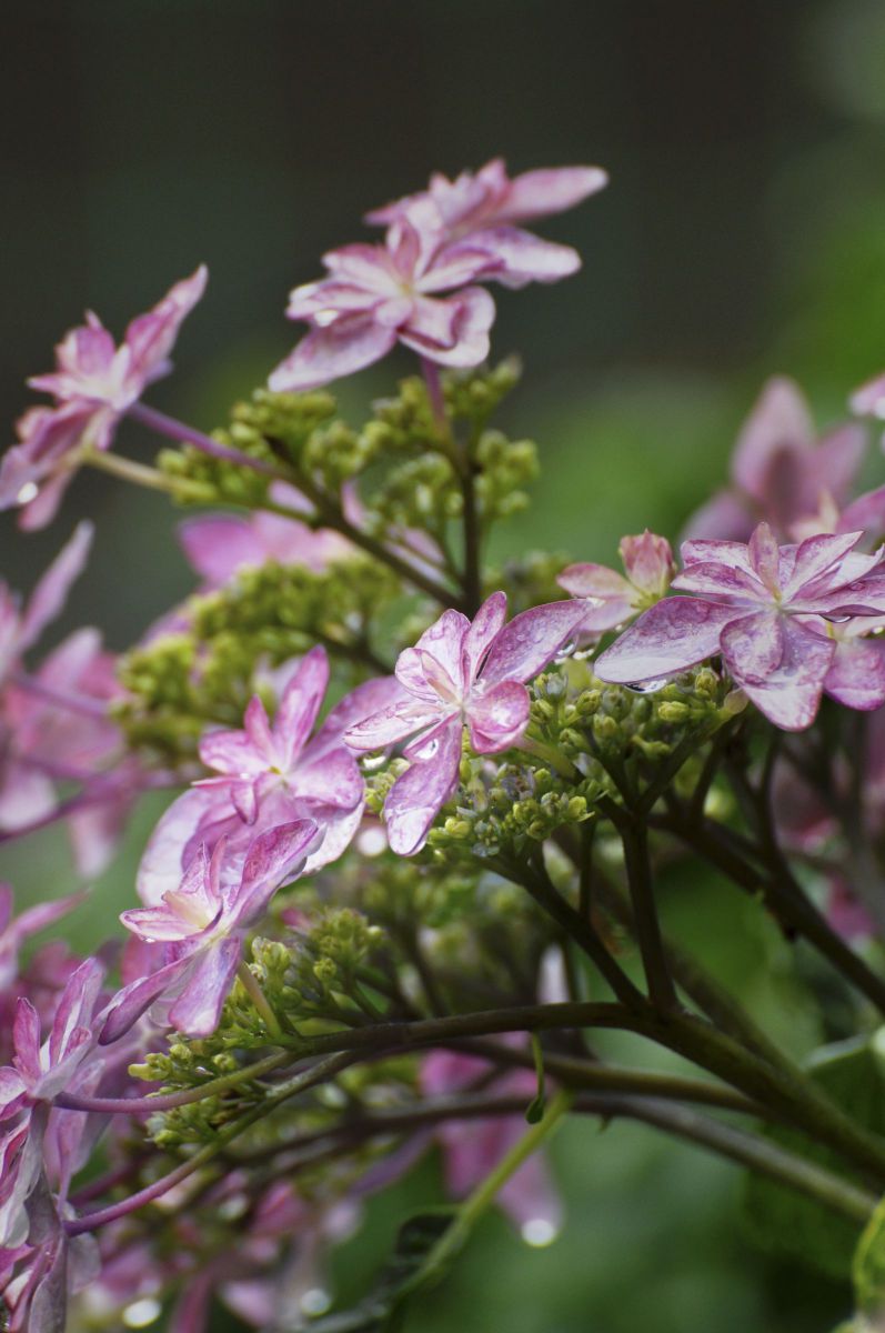 アジサイ1.jpg | GANREF