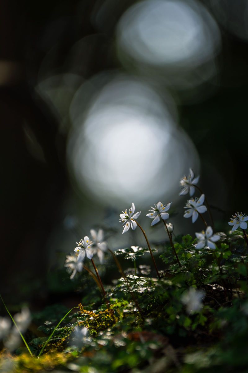 It's Not the Spotlight（それはスポットライトではない） | GANREF