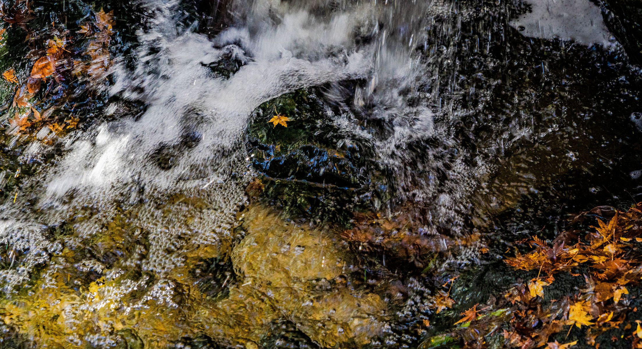 濡れ落ち葉 | GANREF