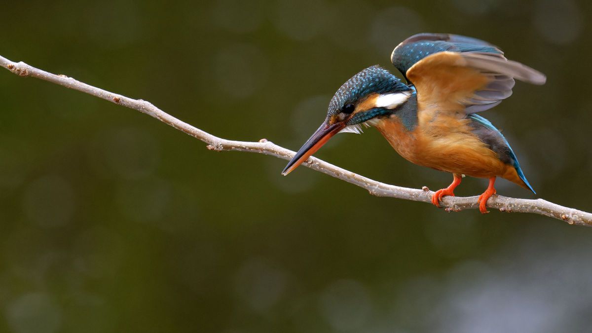 飛び立つ | GANREF