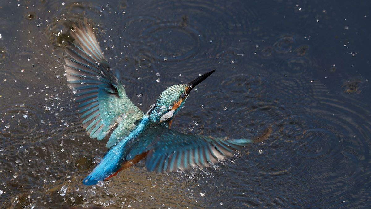 明日への飛翔 | GANREF