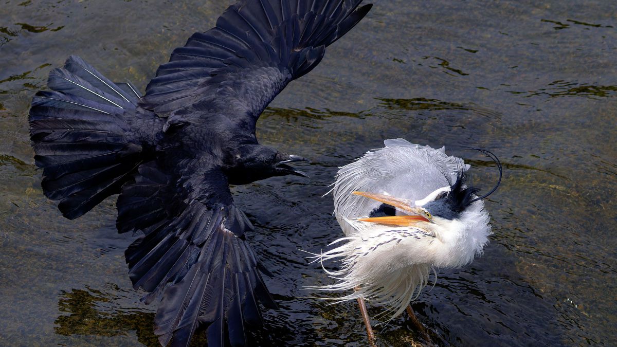 Water of the Kingdom | GANREF