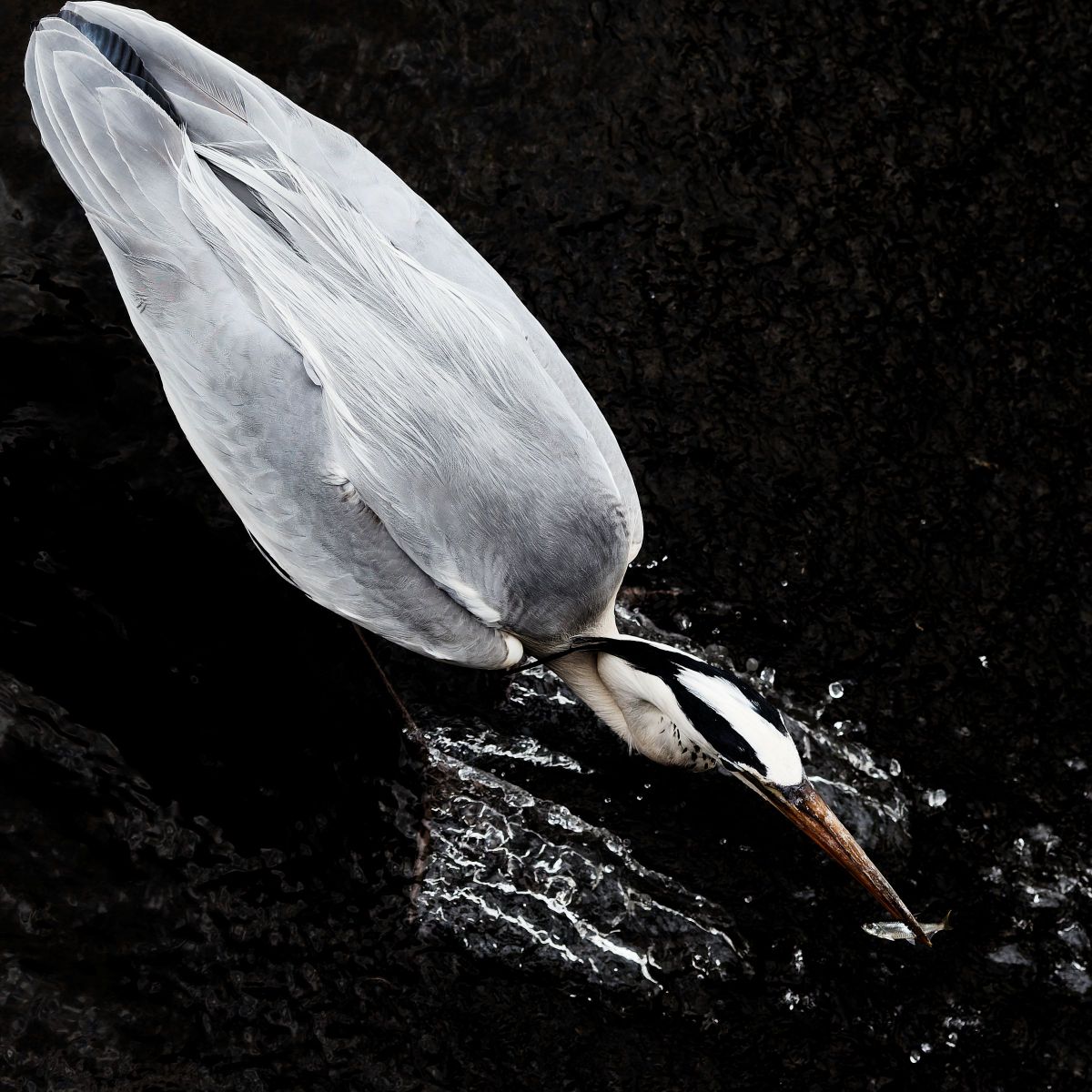 GET FISH SAGI Version | GANREF