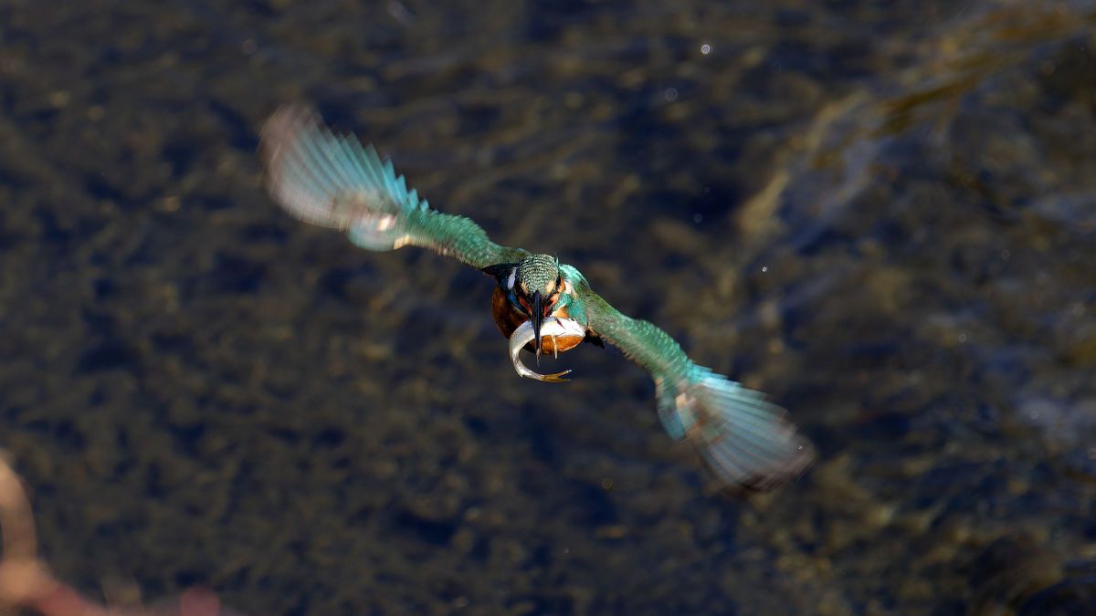 kingfisher 3 | GANREF