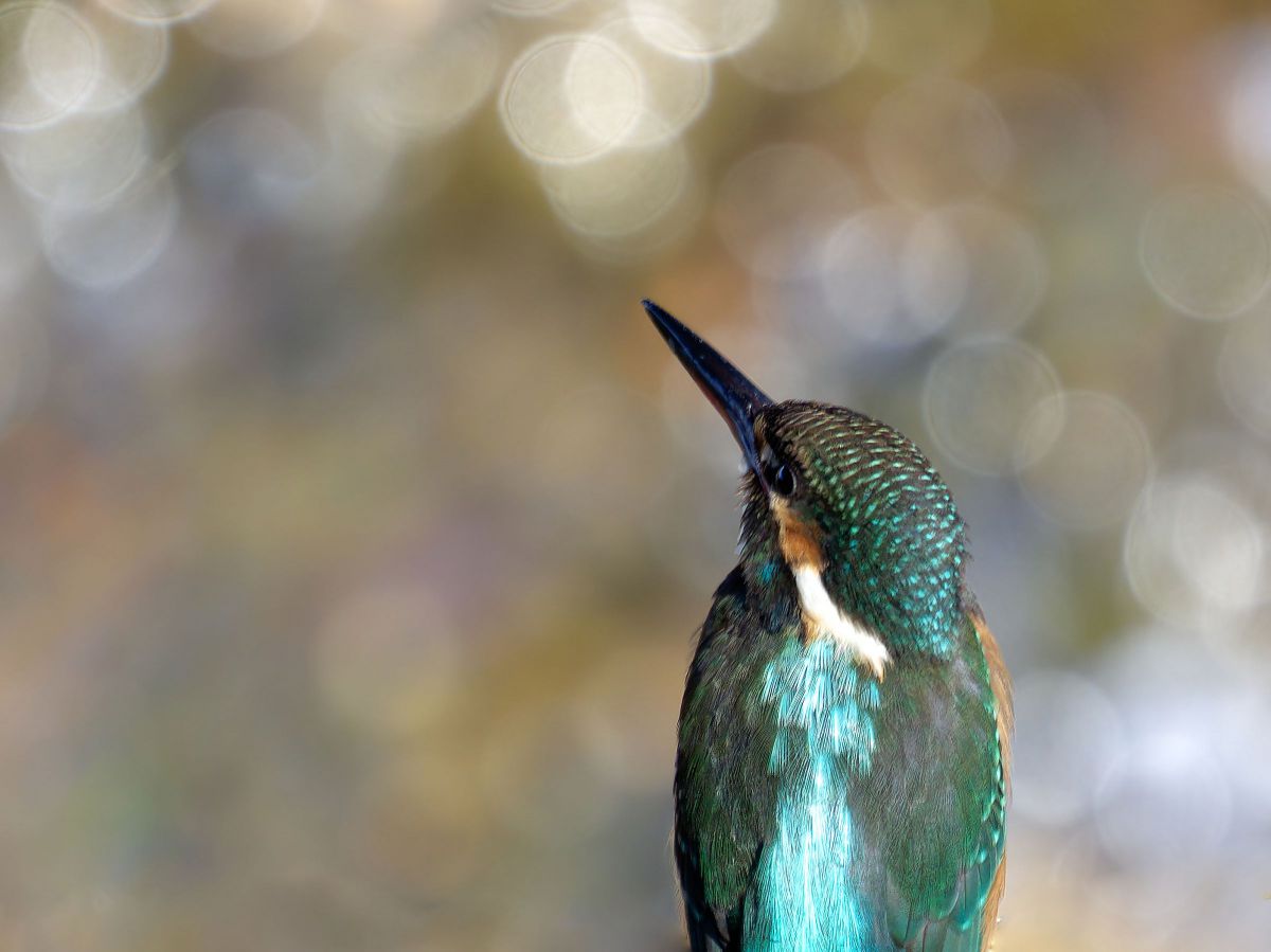 BRIGHT BOKE | GANREF