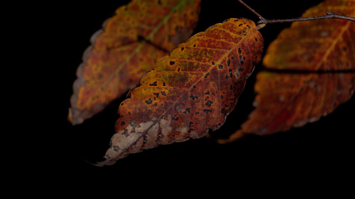 Autumn leaves | GANREF