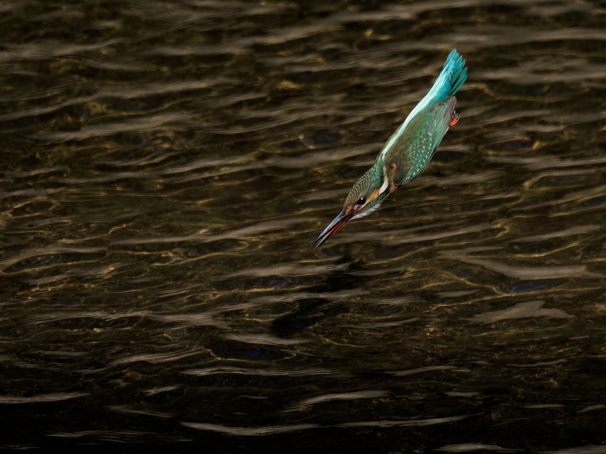 Golden River | GANREF