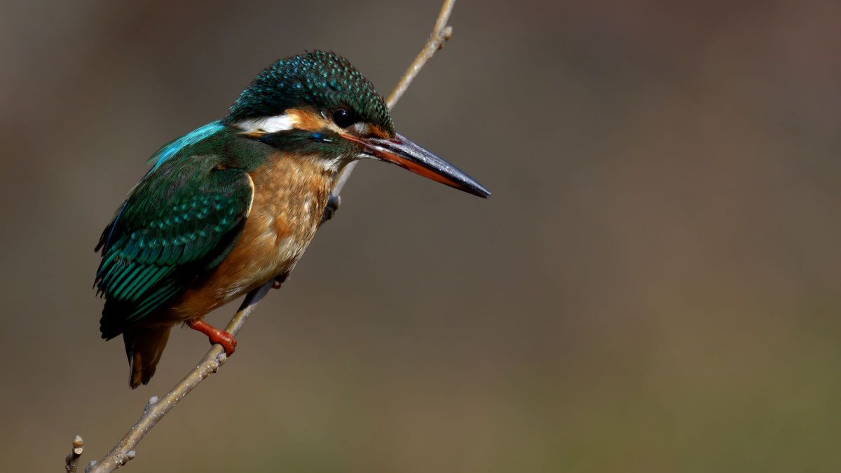 冬のある一日 | GANREF