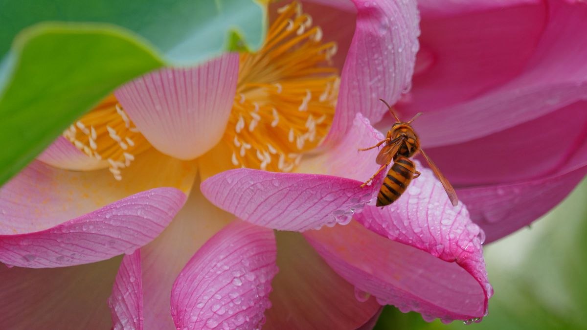 BEE FLOWER | GANREF