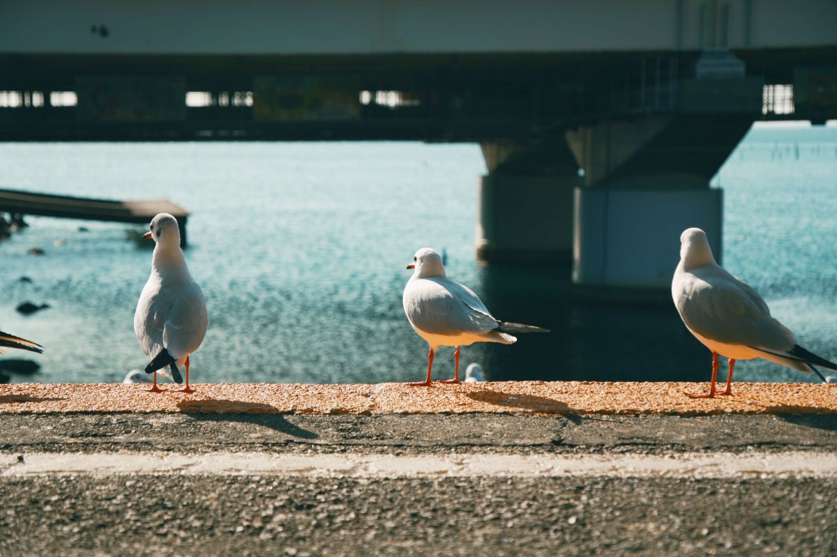 まだかなぁ | GANREF