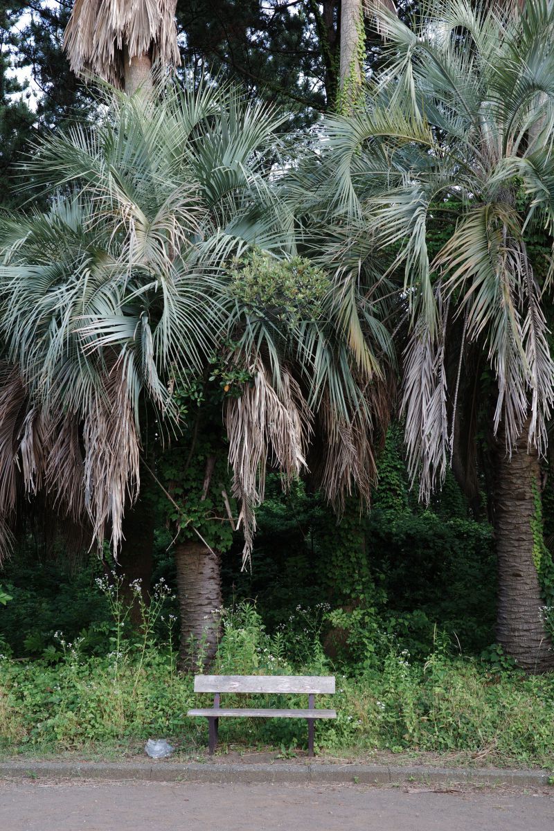 梅雨散歩 | GANREF