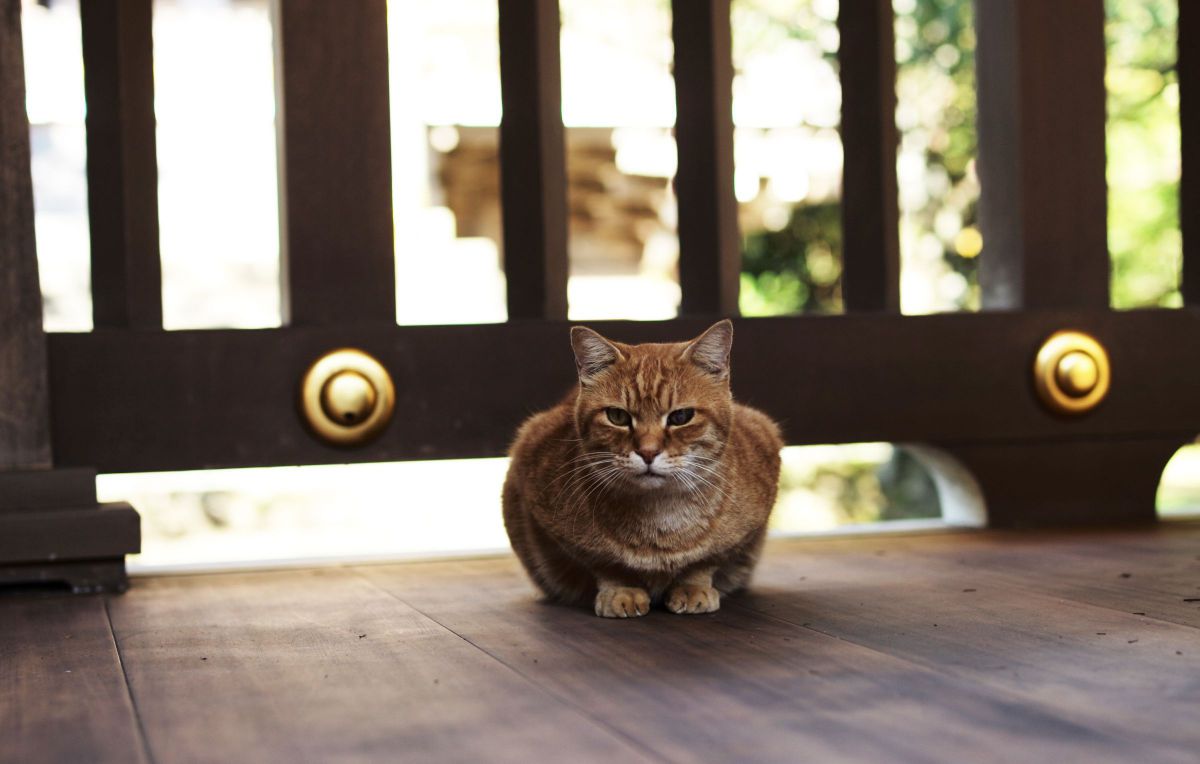 January Cat | GANREF