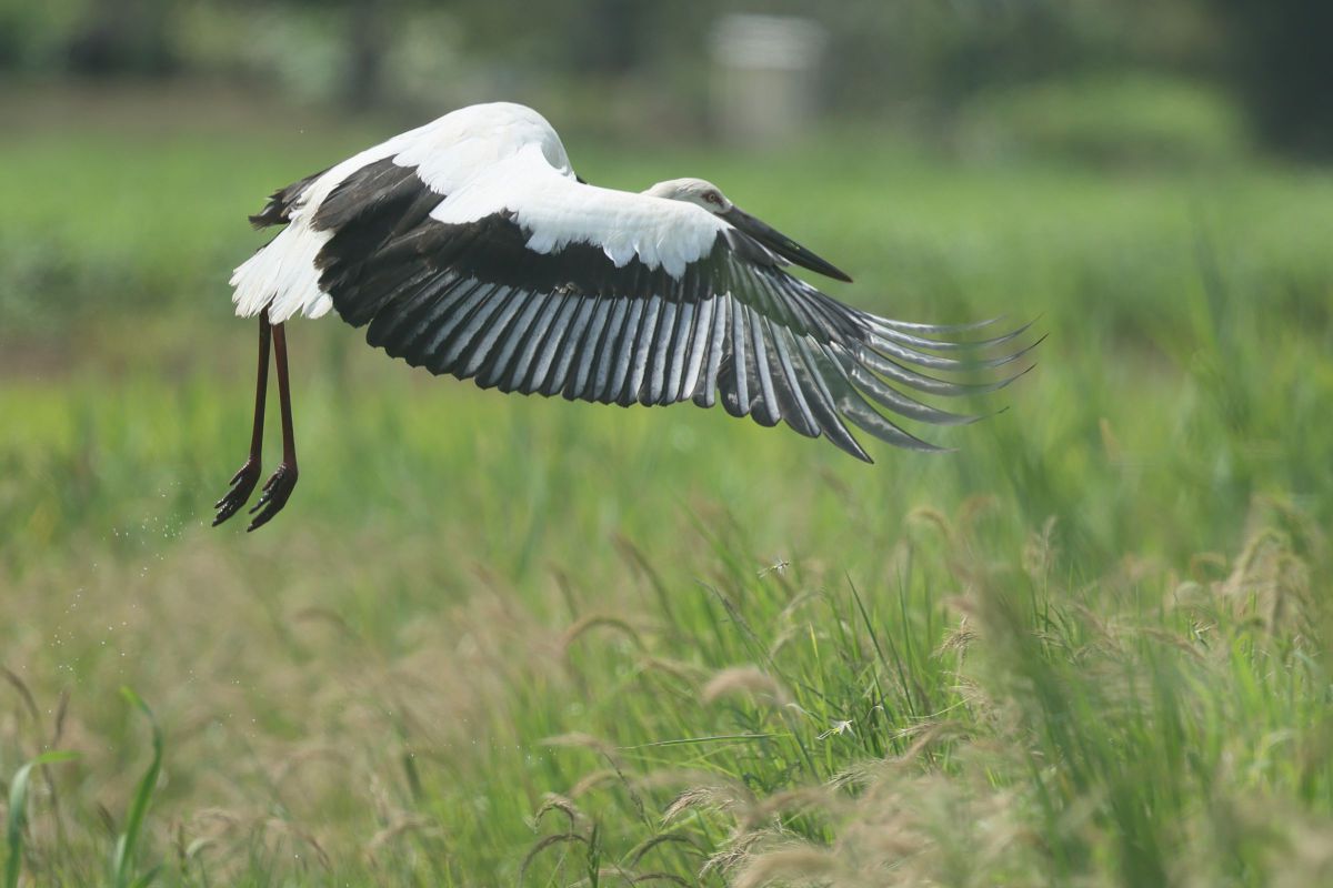 一緒にGO~ ! | GANREF