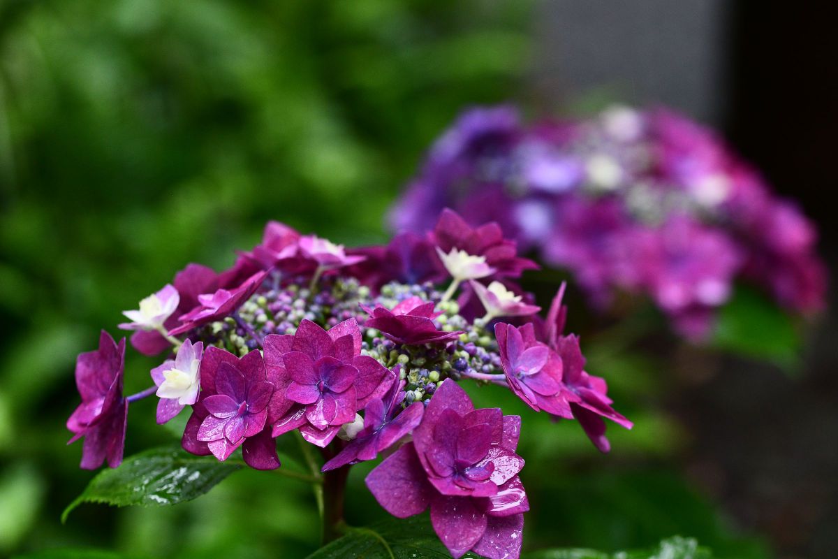 あじさい寺にて | GANREF