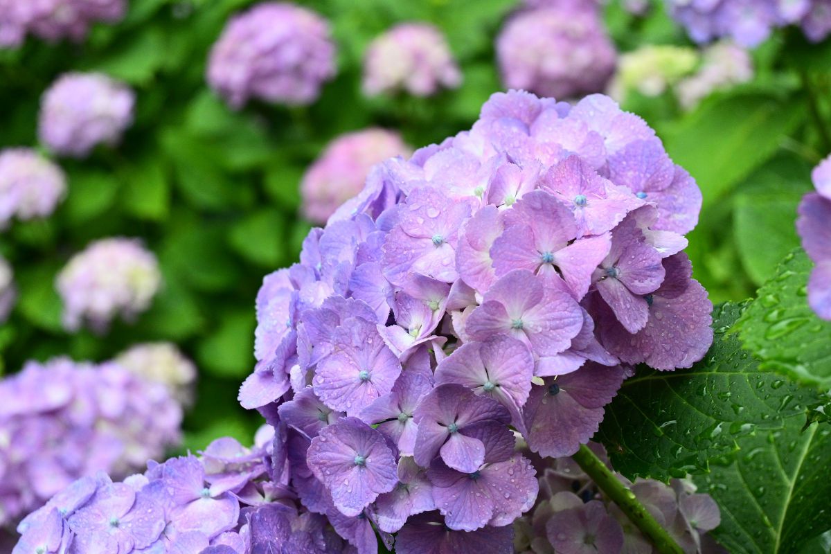 あじさいしっとりと-2 | GANREF