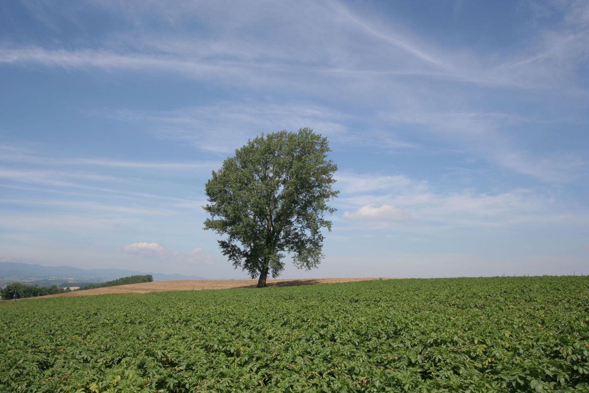 哲学の木 | GANREF