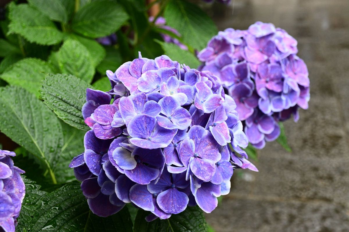 あいさいしっとりとー1 | GANREF