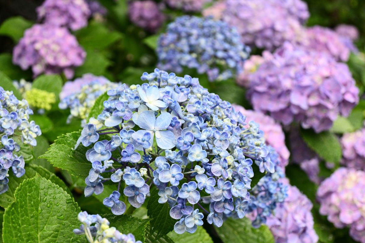 あじさいしっとりと－4 | GANREF