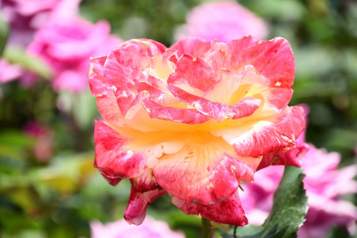 旧古河邸のバラの花／デザートピース | GANREF