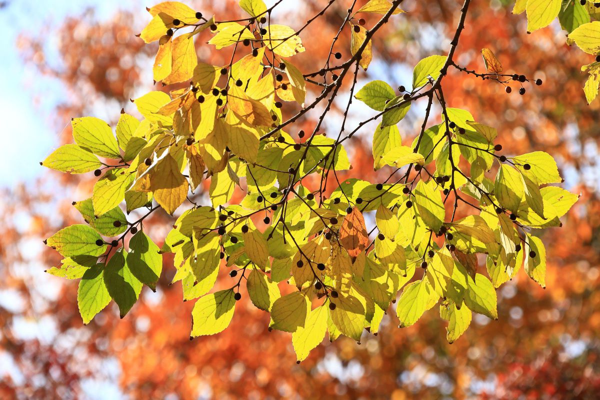 秋色に染まる木々を見上げてみました。 | GANREF