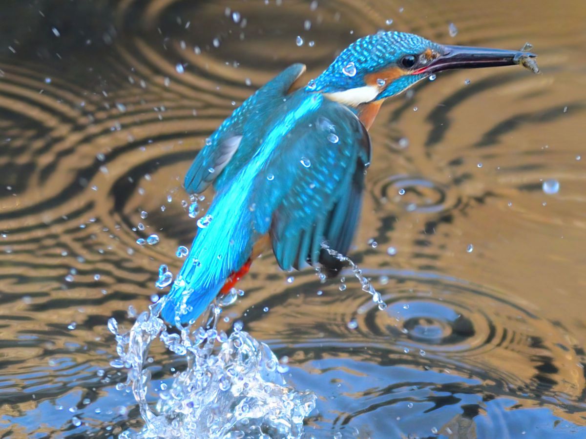 カワセミ 102 | GANREF