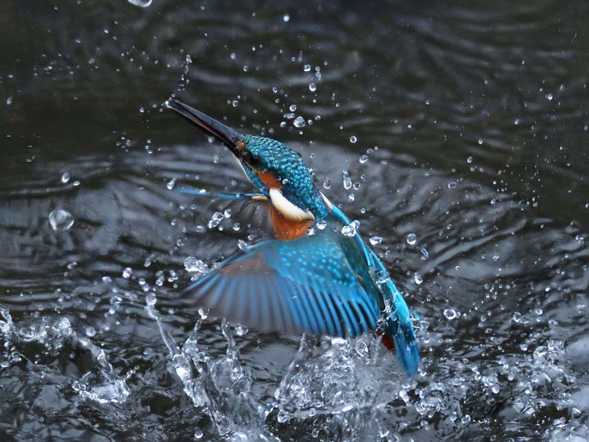 カワセミ 106 | GANREF