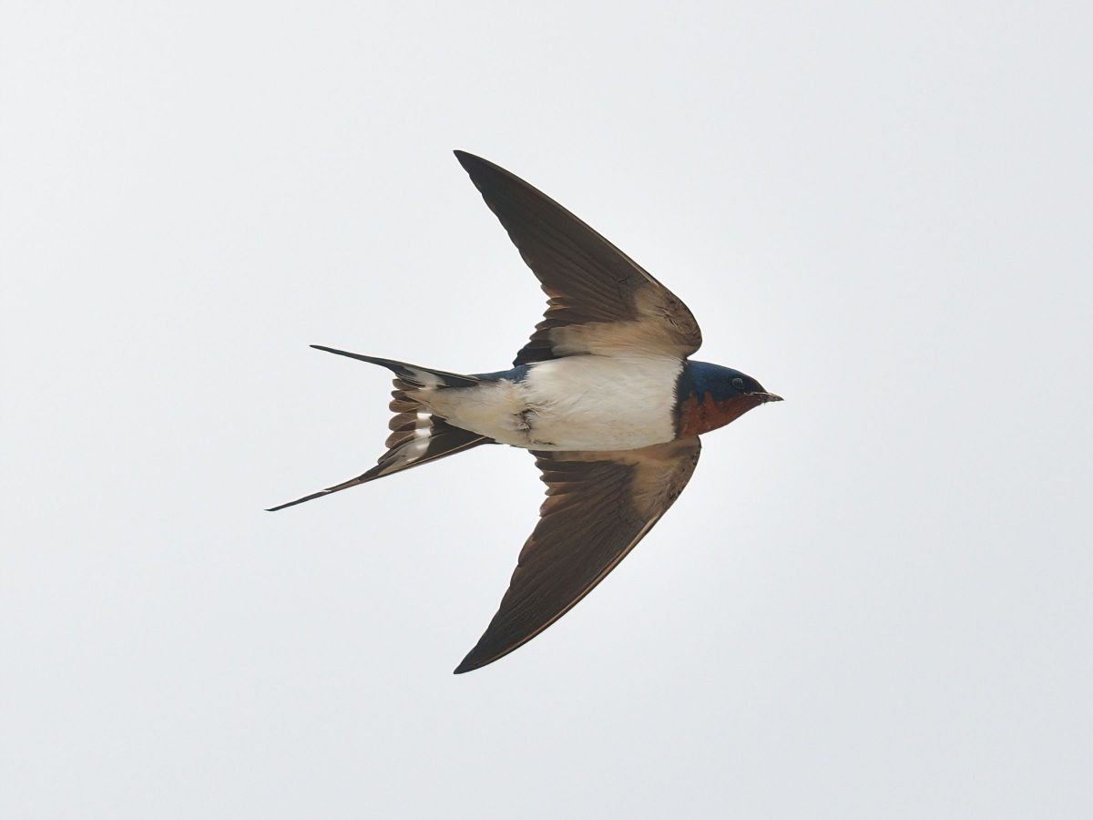 初めて撮ったツバメの飛翔。 | GANREF