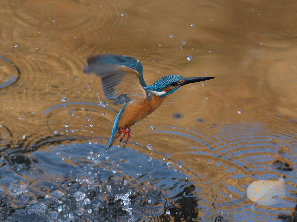 カワセミ 103 | GANREF