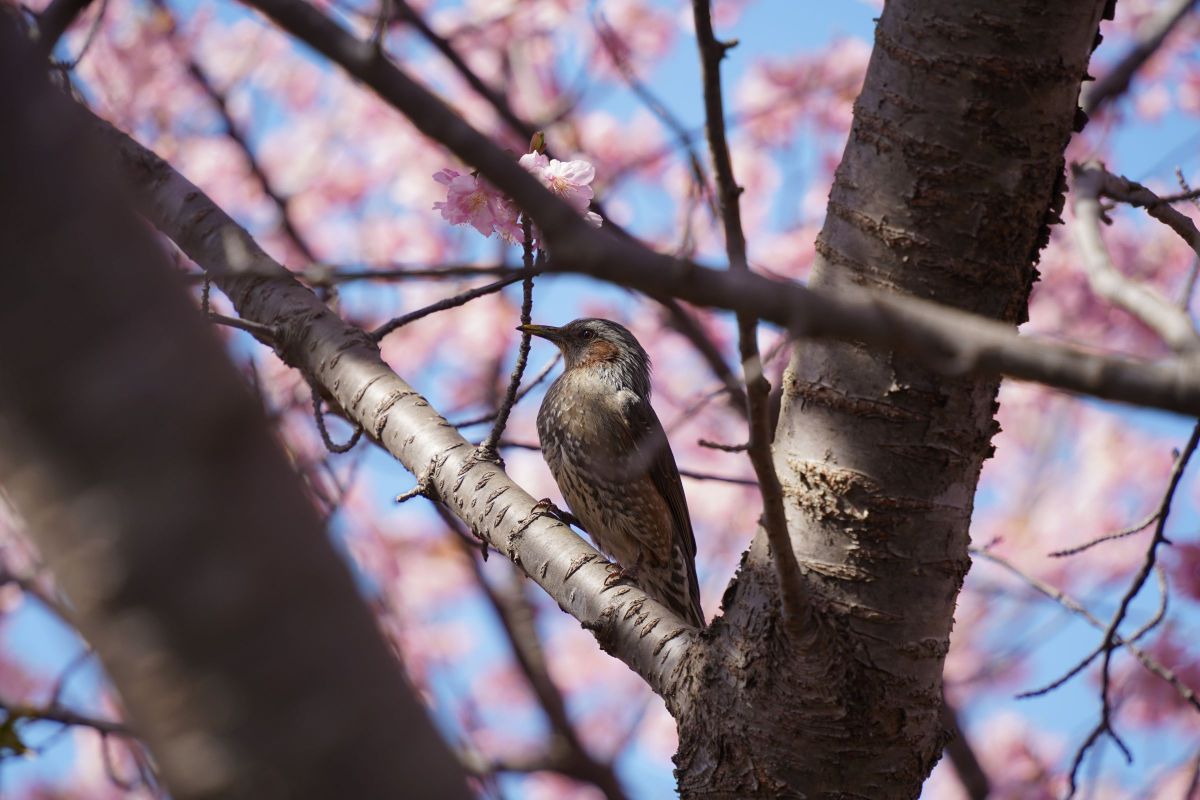 A7_01328.jpeg | GANREF