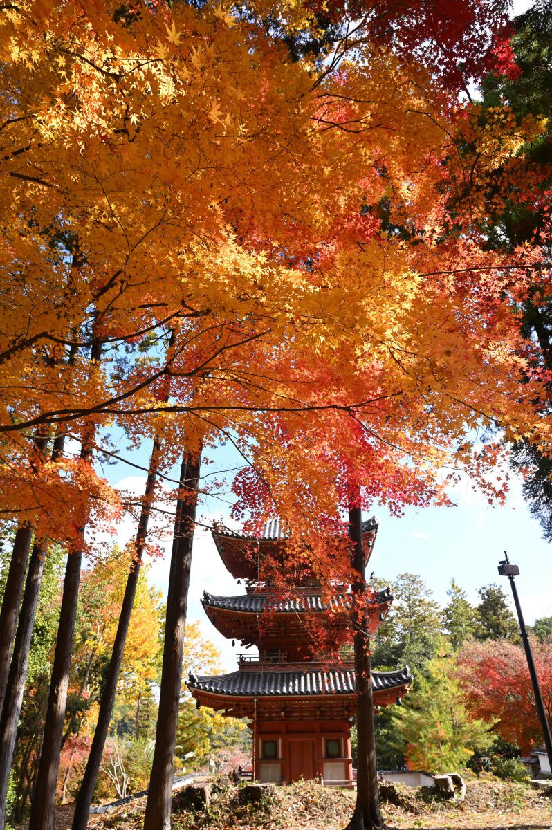 もみじ色の中に | GANREF