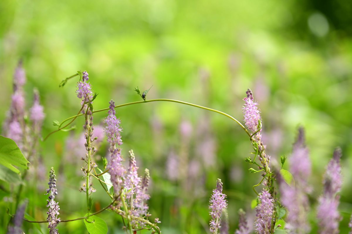 蔓穂の花から花へ | GANREF