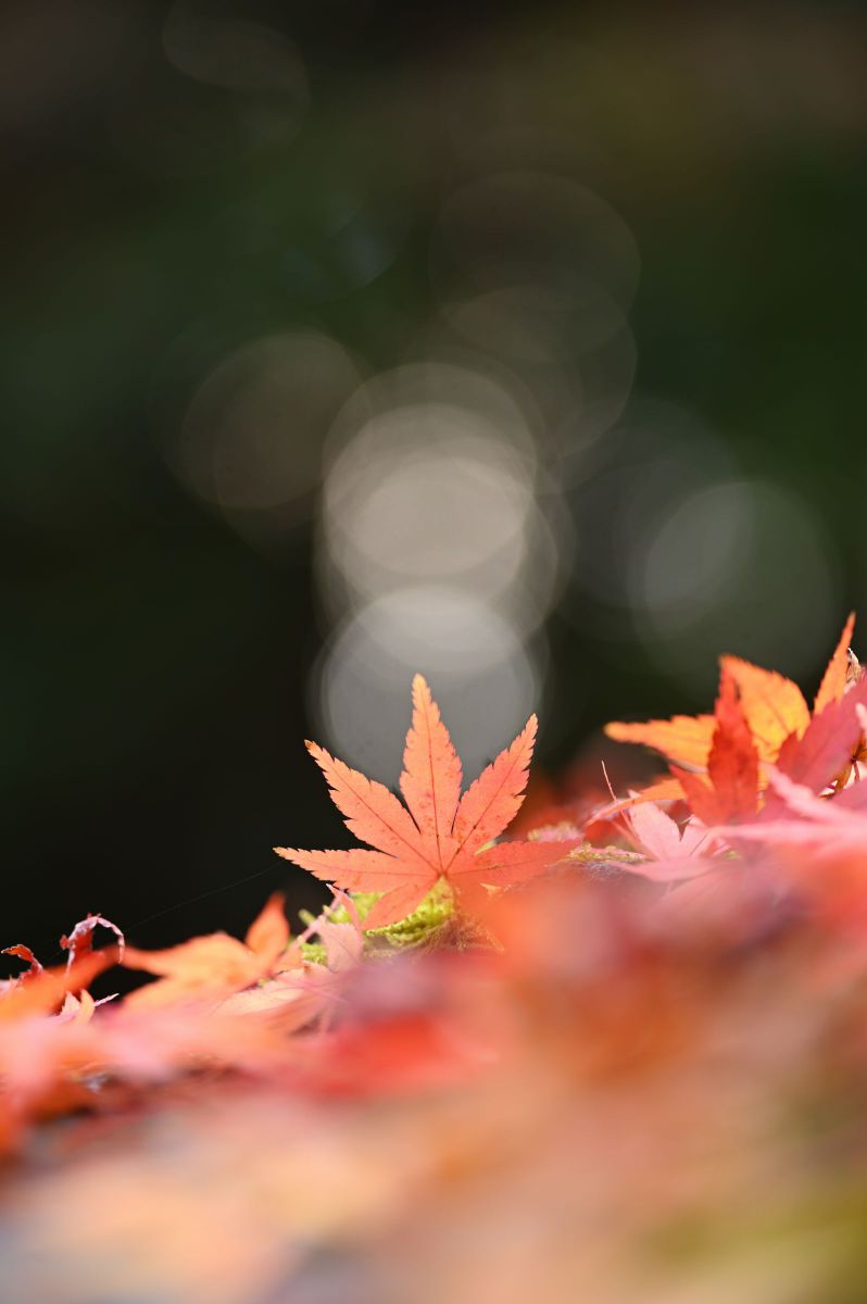 もみじの手のひら | GANREF