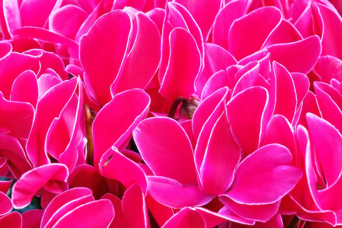 かくれんぼ Dec.29, 2023.jpg | GANREF