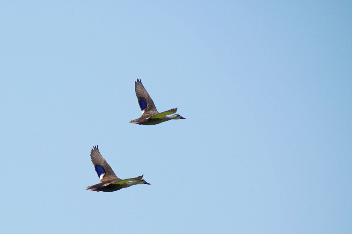 Synchronized flying.jpg | GANREF