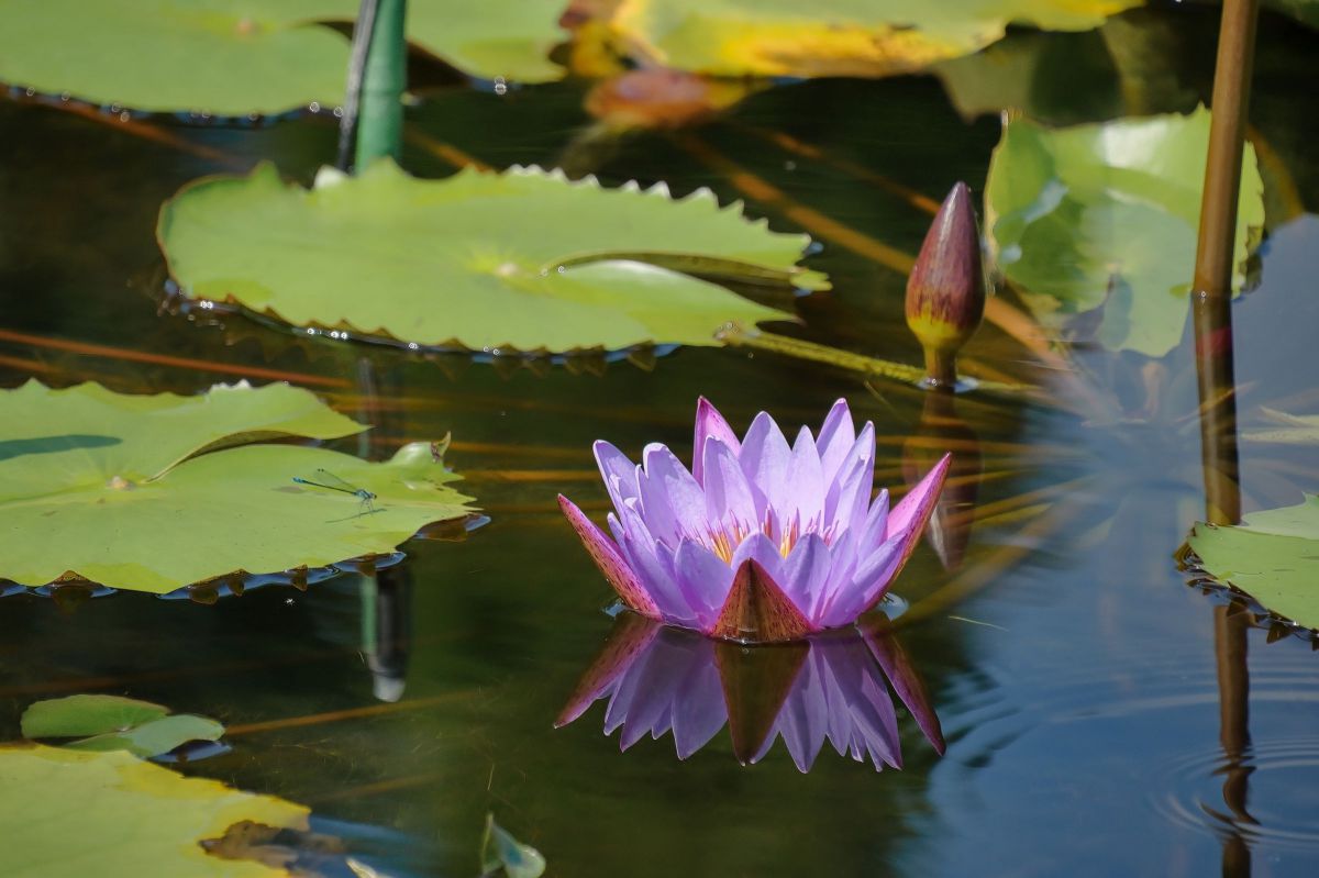 睡蓮 part 3, two-shot.jpg | GANREF