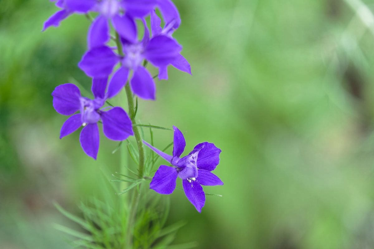 飛燕草 May.26, 2024.jpg | GANREF