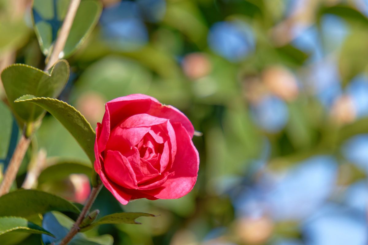 山茶花 Dec.8, 2023.jpg | GANREF