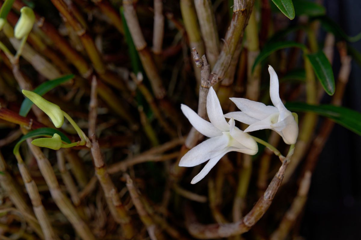 セッコクの花. May 18, 2023.jpg | GANREF