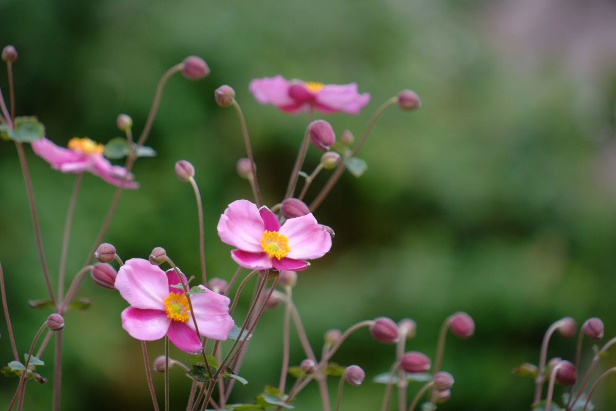 秋明菊 Oct.4, 2023.jpg | GANREF