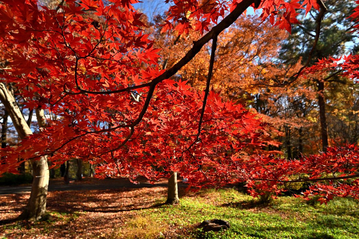 赤（11） | GANREF