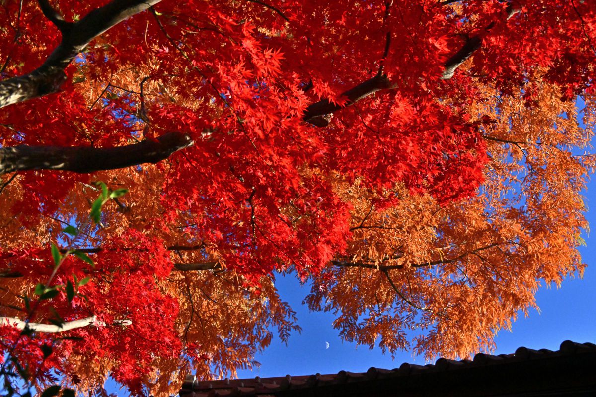 赤（10） | GANREF