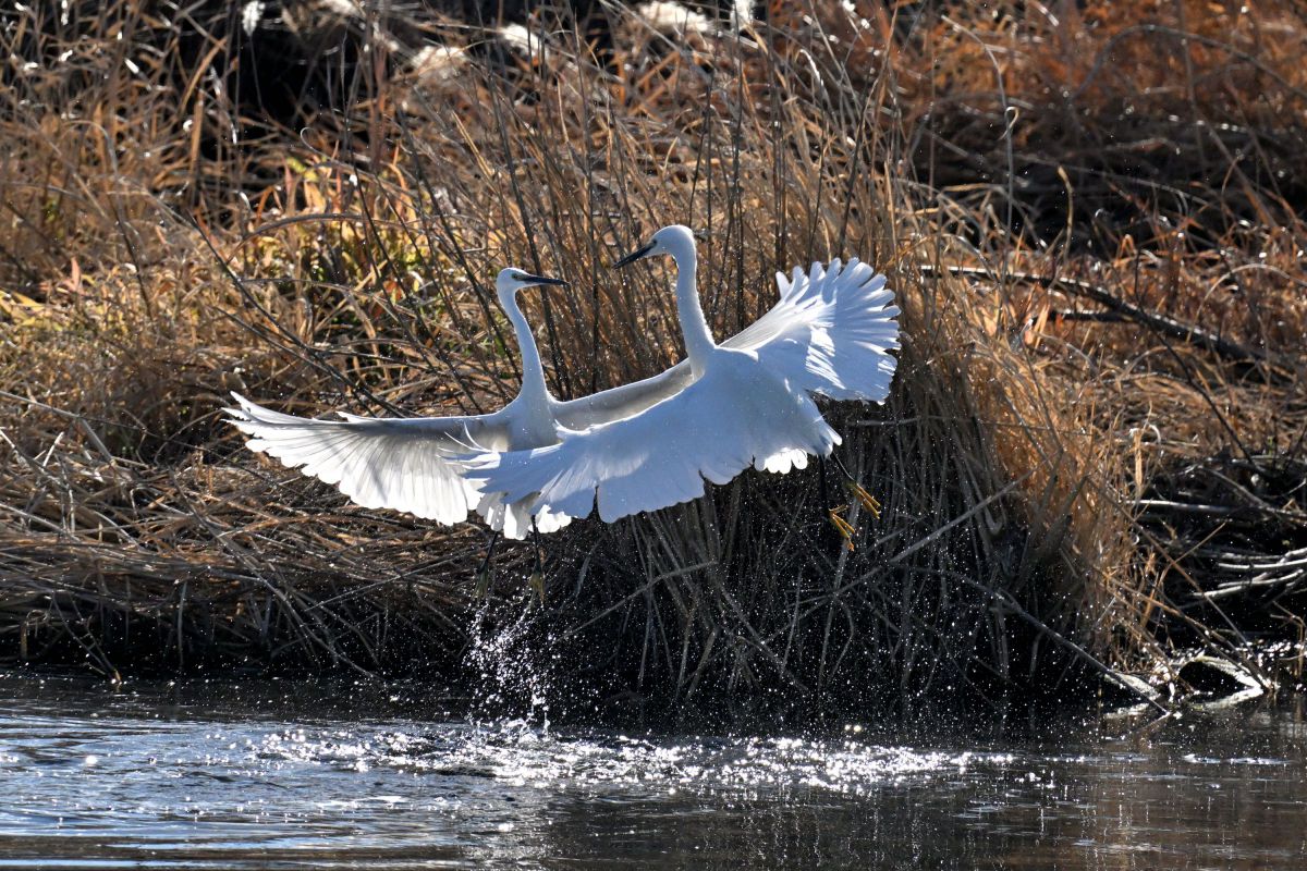 Shall we dance? | GANREF