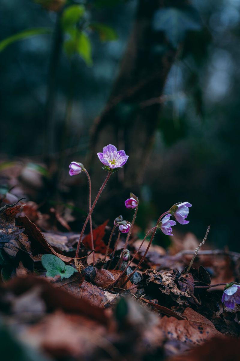 1nen-223.jpg | GANREF