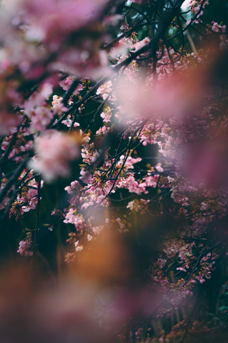 1nen-257.jpg | GANREF