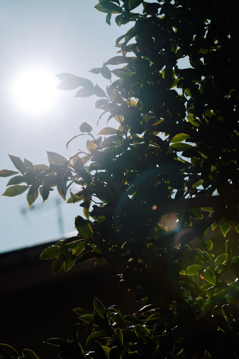 1nen-295.jpg | GANREF