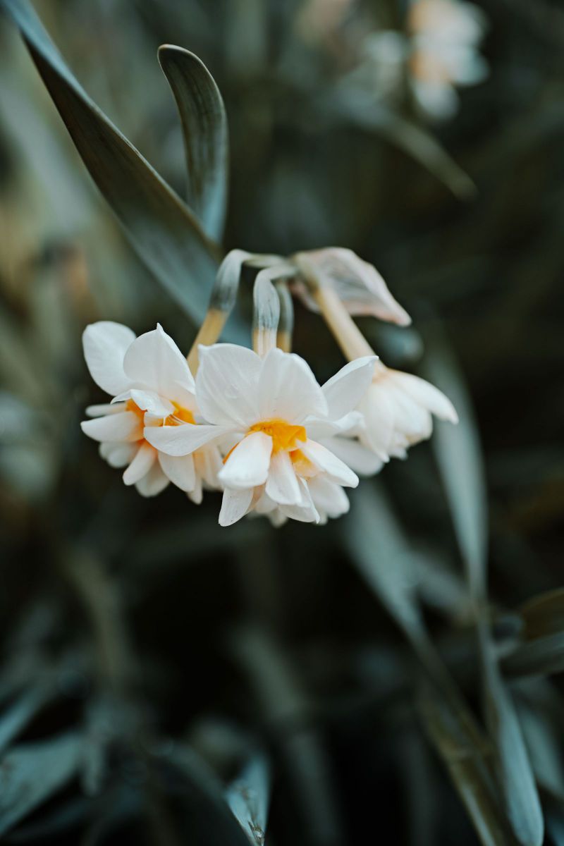 green&white | GANREF