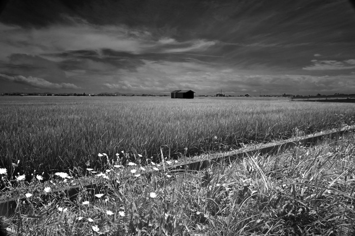 Orange filter → Black and white | GANREF