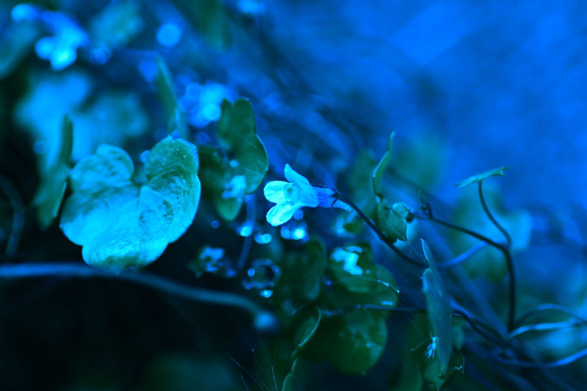 Blue filter | GANREF